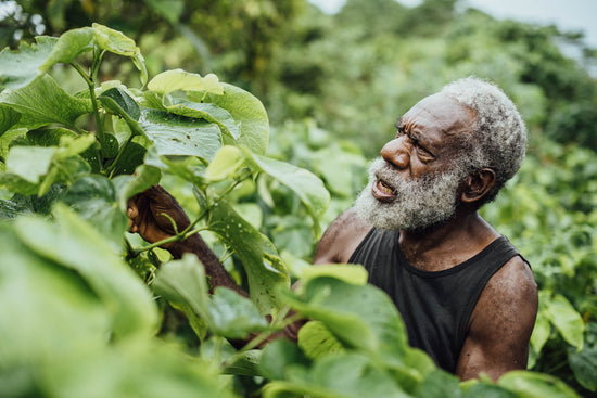 Kava Cultivars Explained | Root & Pestle Kava